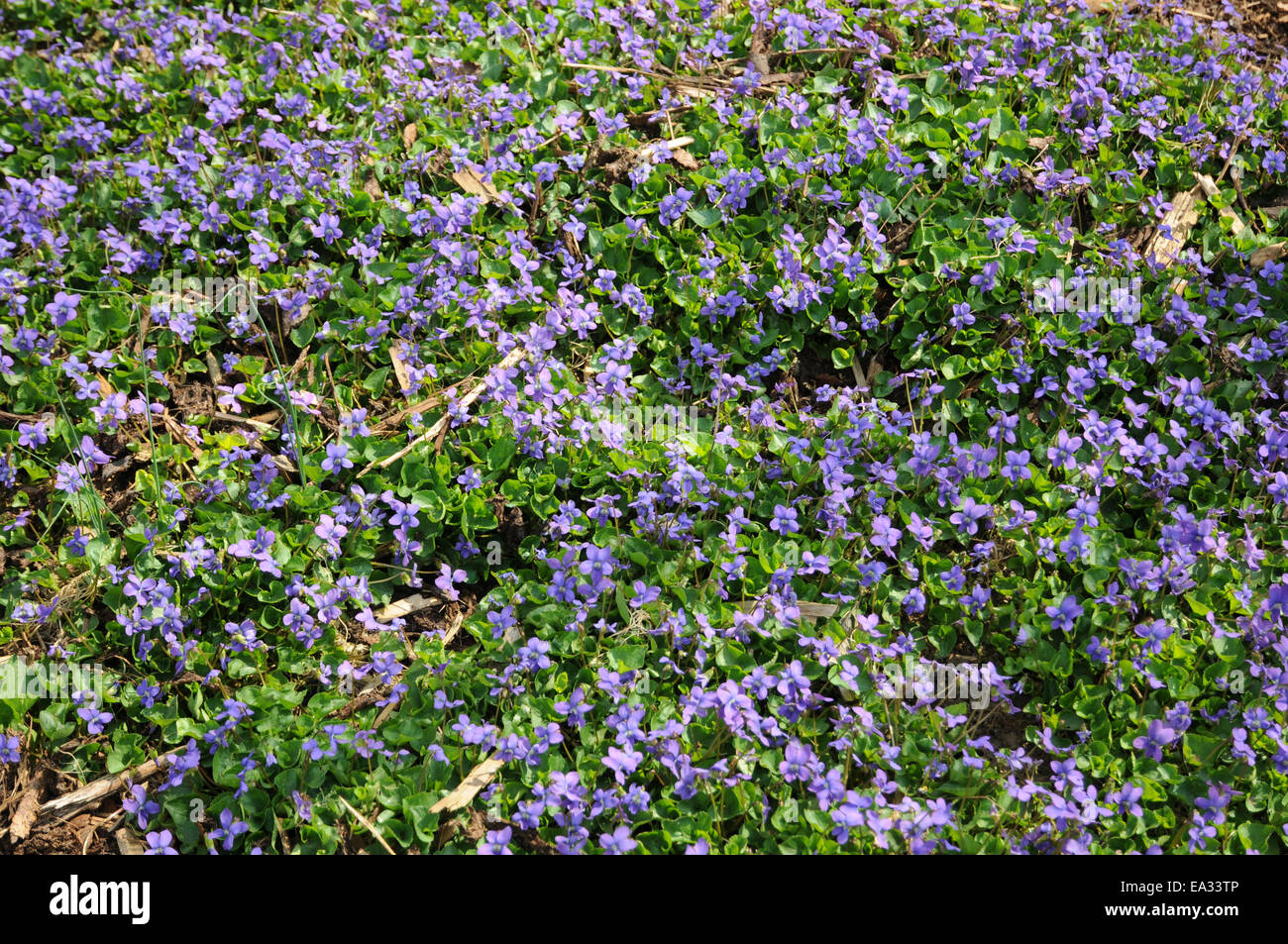 Howelli hi-res stock photography and images - Alamy