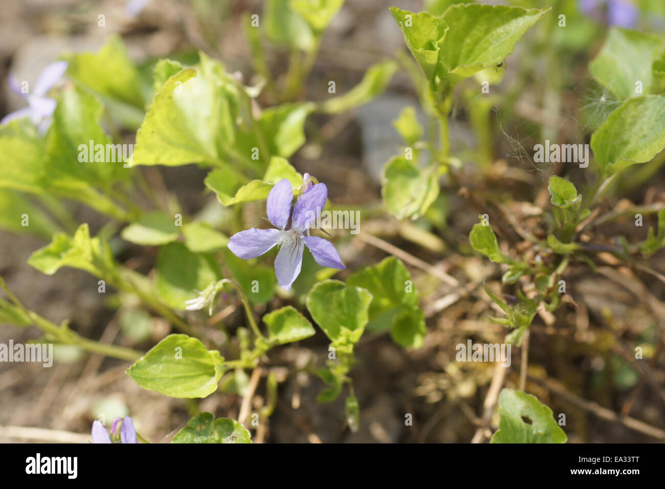 American dog violet hi-res stock photography and images - Alamy