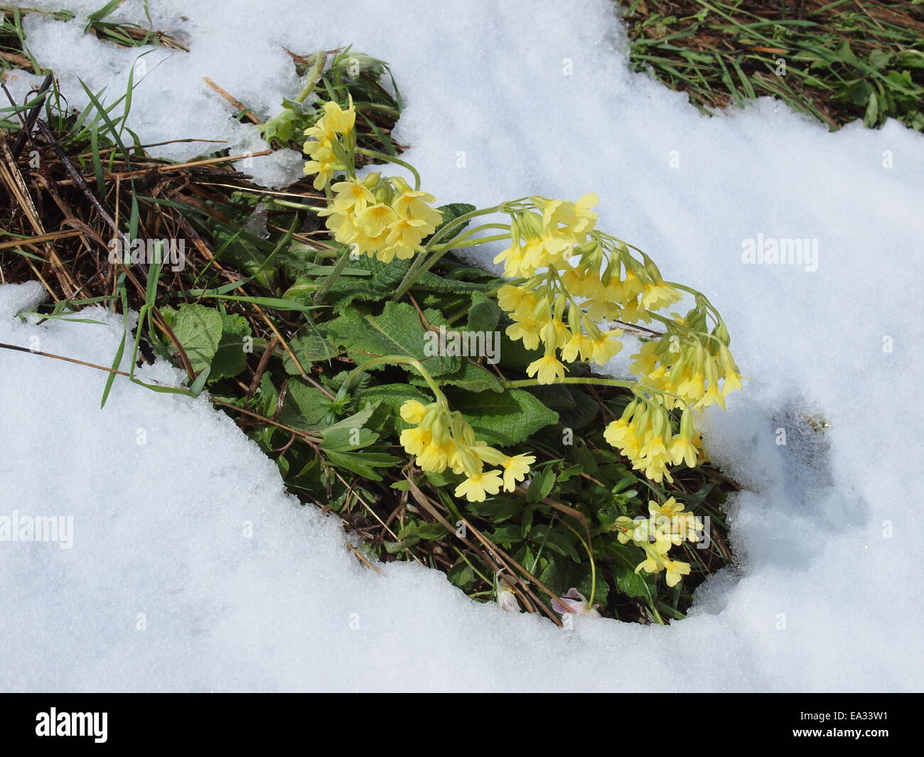 Cowslips (primlua veris Stock Photo - Alamy