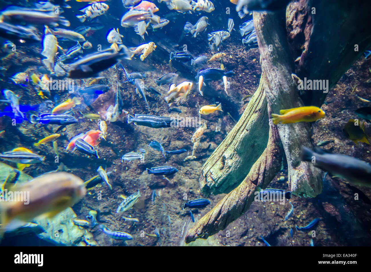river trout in fresh underwater Stock Photo - Alamy