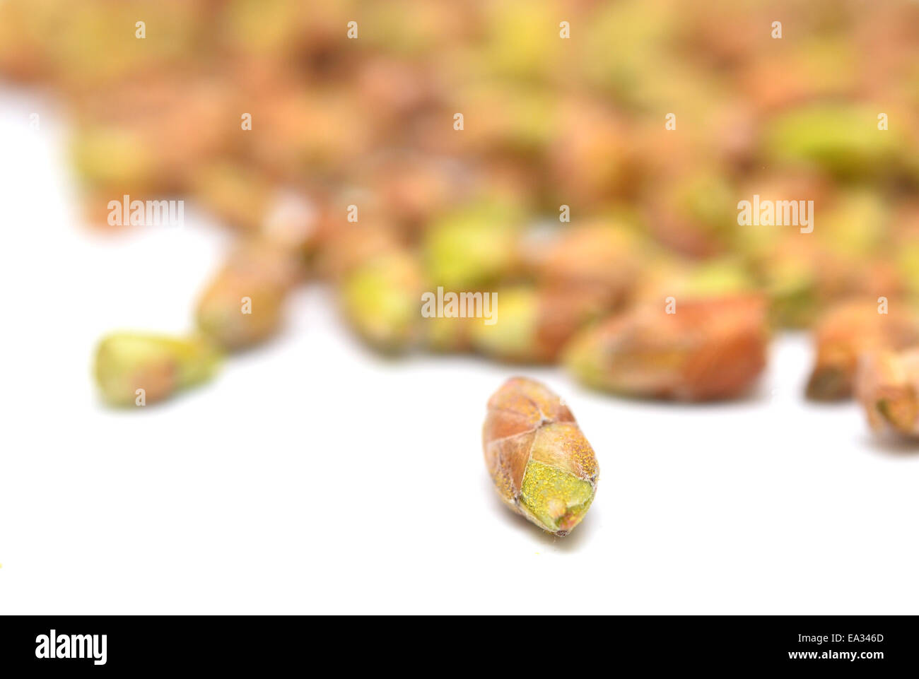 black currant buds Stock Photo - Alamy