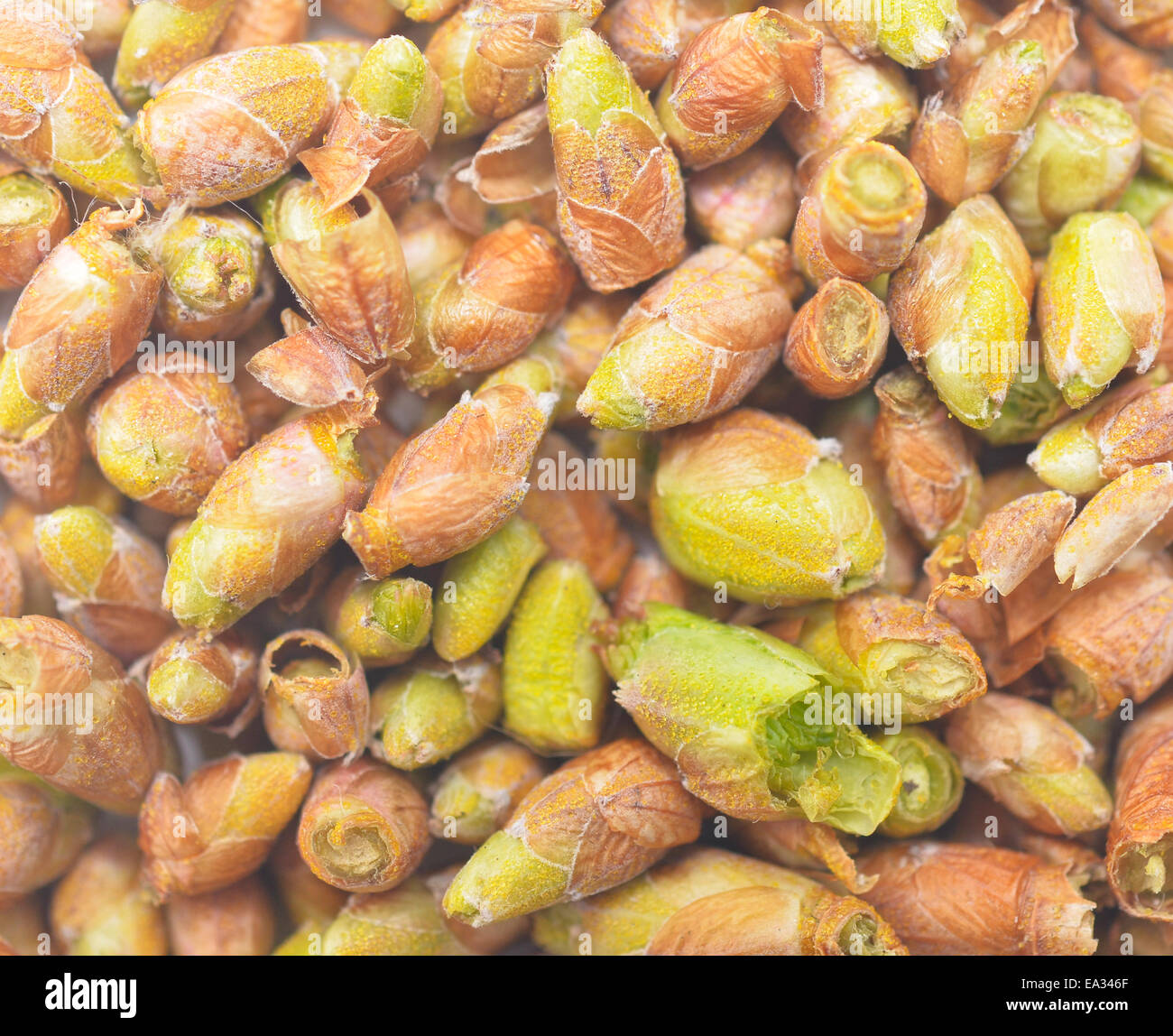 Black buds hi-res stock photography and images - Alamy