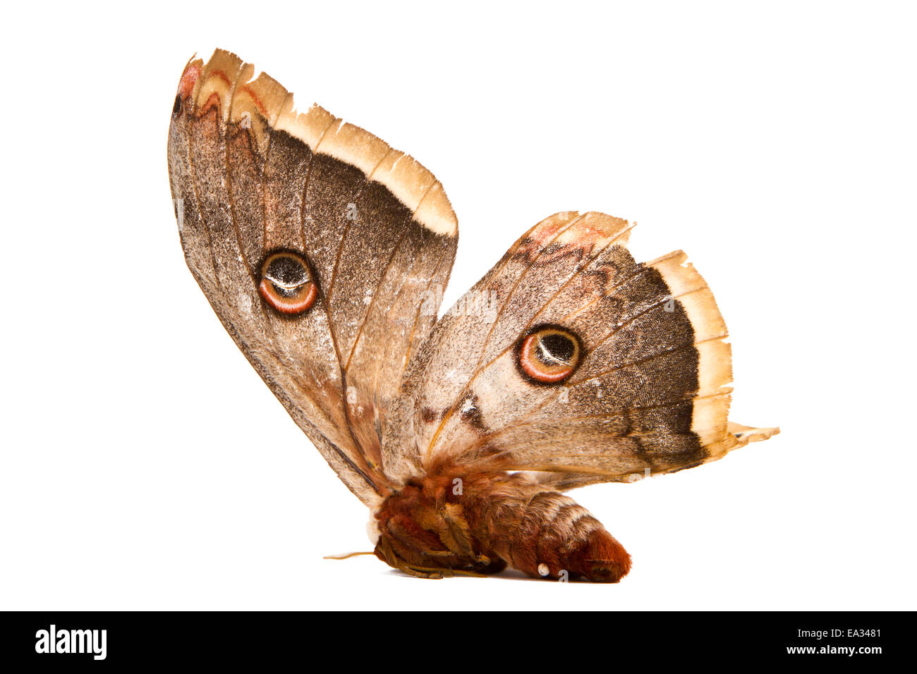beautiful giant silk moth butterfly Stock Photo - Alamy