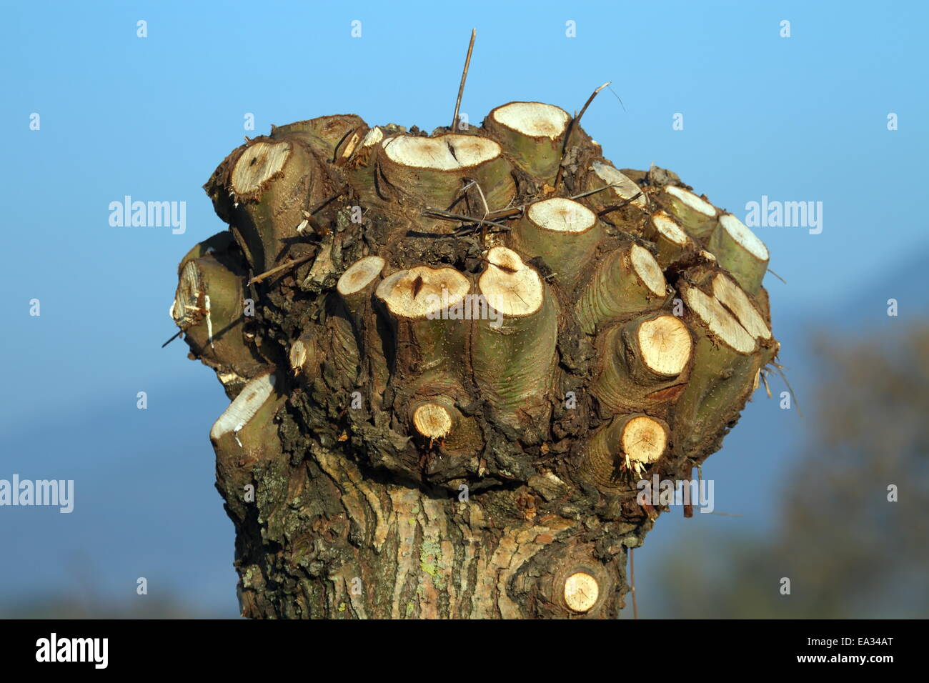 Branches cut on the top of trunk Stock Photo - Alamy