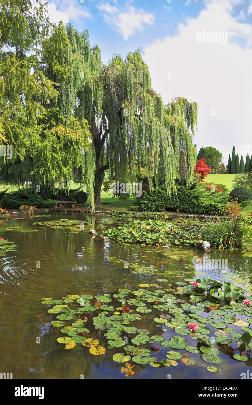 Overgrown pond hi-res stock photography and images - Alamy