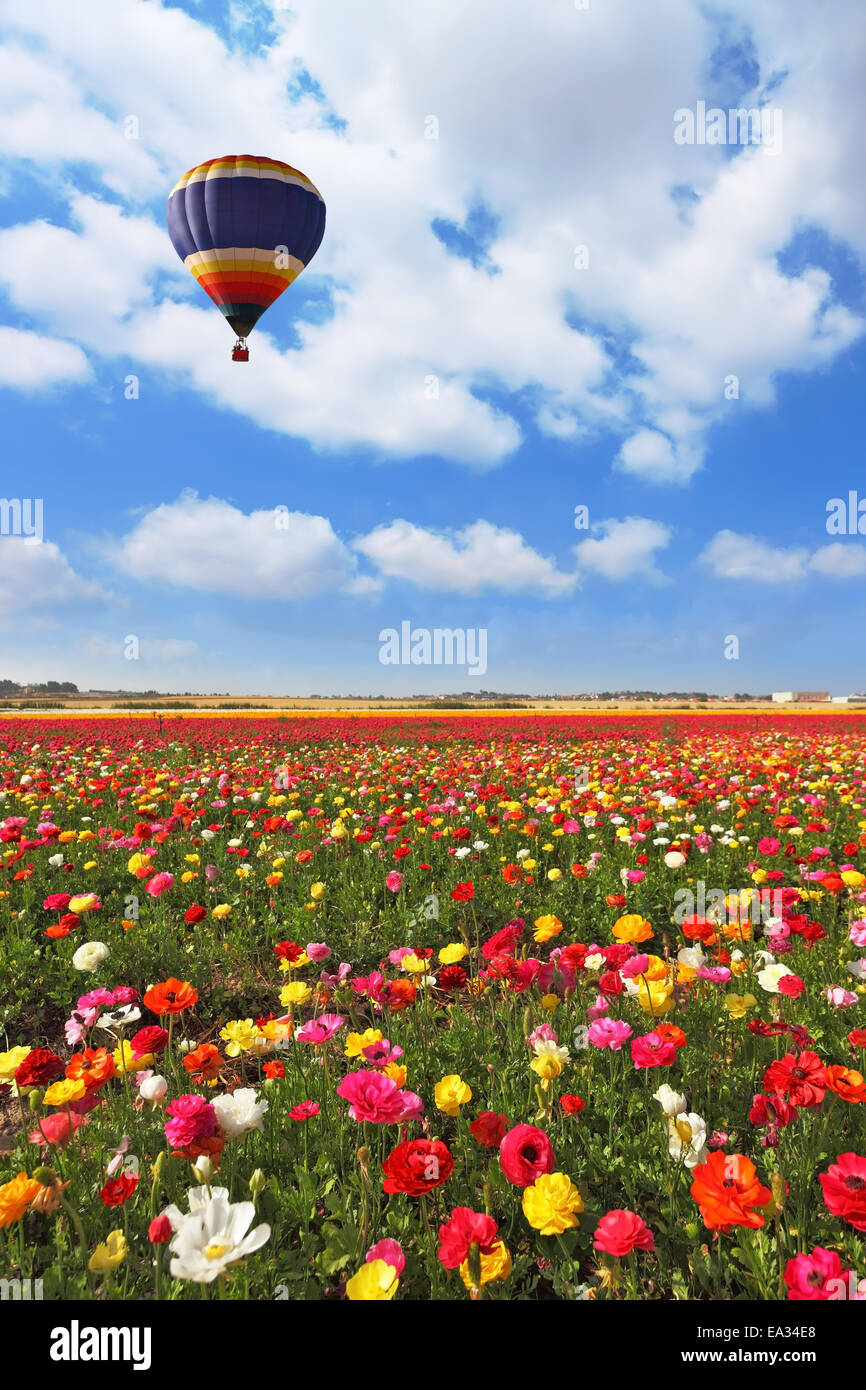 Over the field of flying a balloon Stock Photo - Alamy