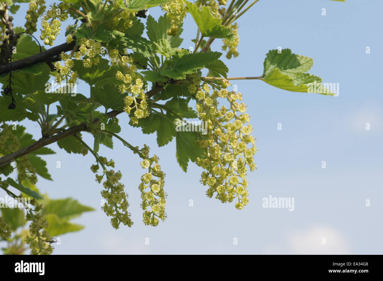 Red currant blossom hi-res stock photography and images - Alamy