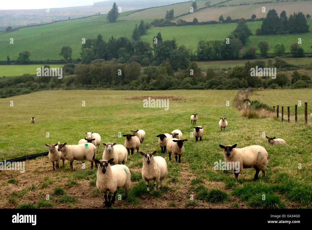Posing sheep hi-res stock photography and images - Alamy