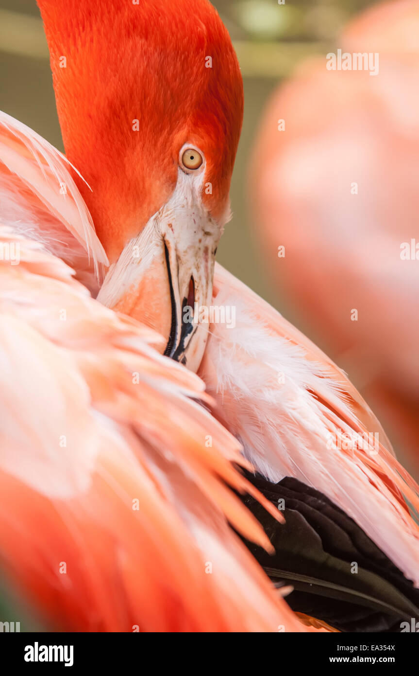 pink flamingo at a zoo in spring Stock Photo - Alamy