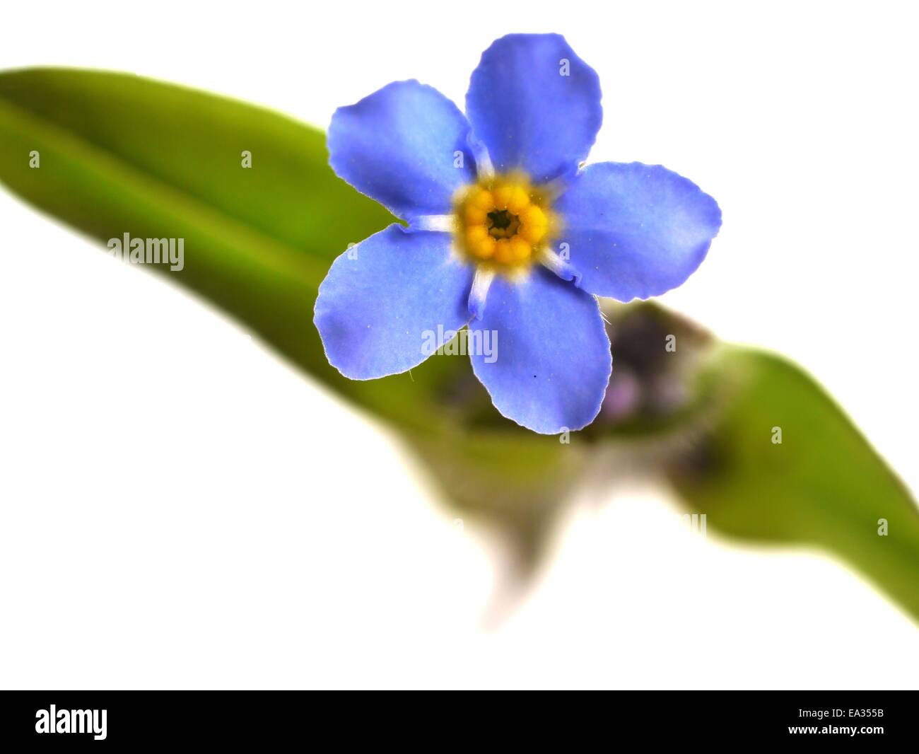 forget-me-not single flower isolated on white background Stock Photo ...