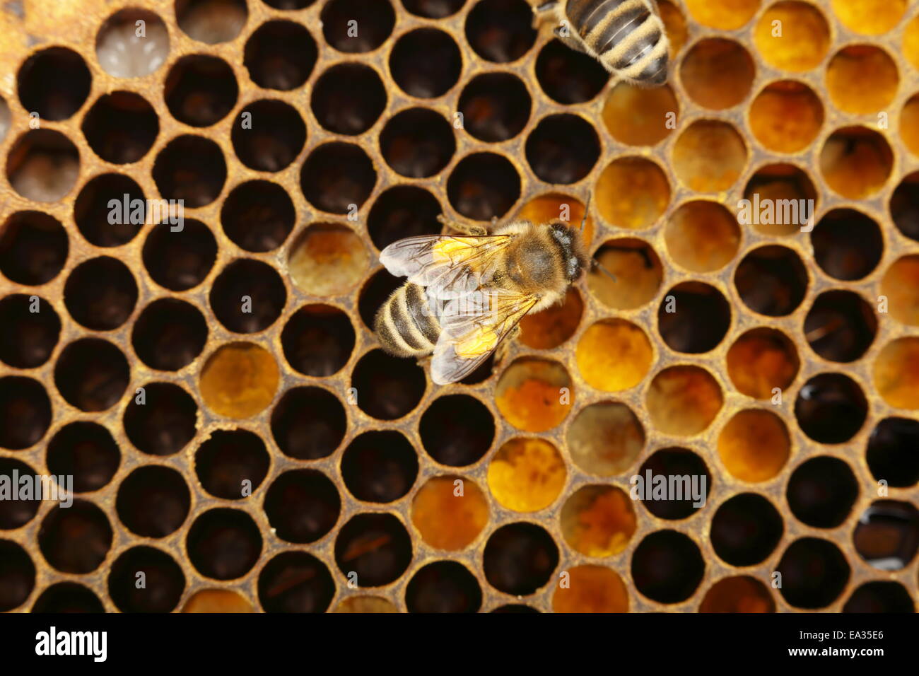 Young queen bee hi-res stock photography and images - Alamy