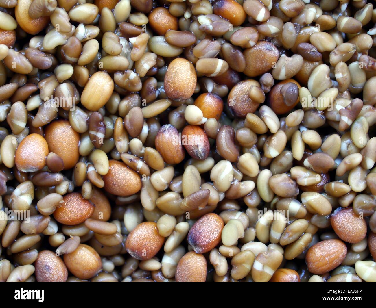 germinating radish's seeds and lucerne Stock Photo - Alamy