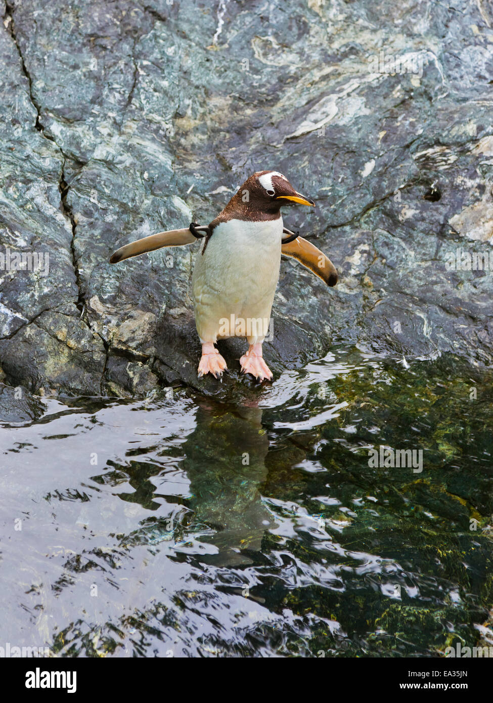 King penguin swim hi-res stock photography and images - Alamy
