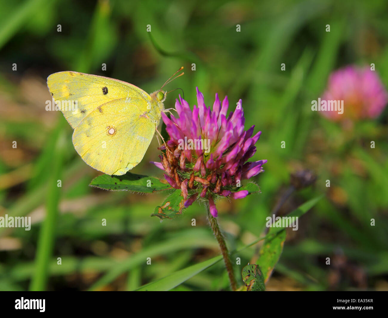 Red and yellow butterfly hi-res stock photography and images - Alamy