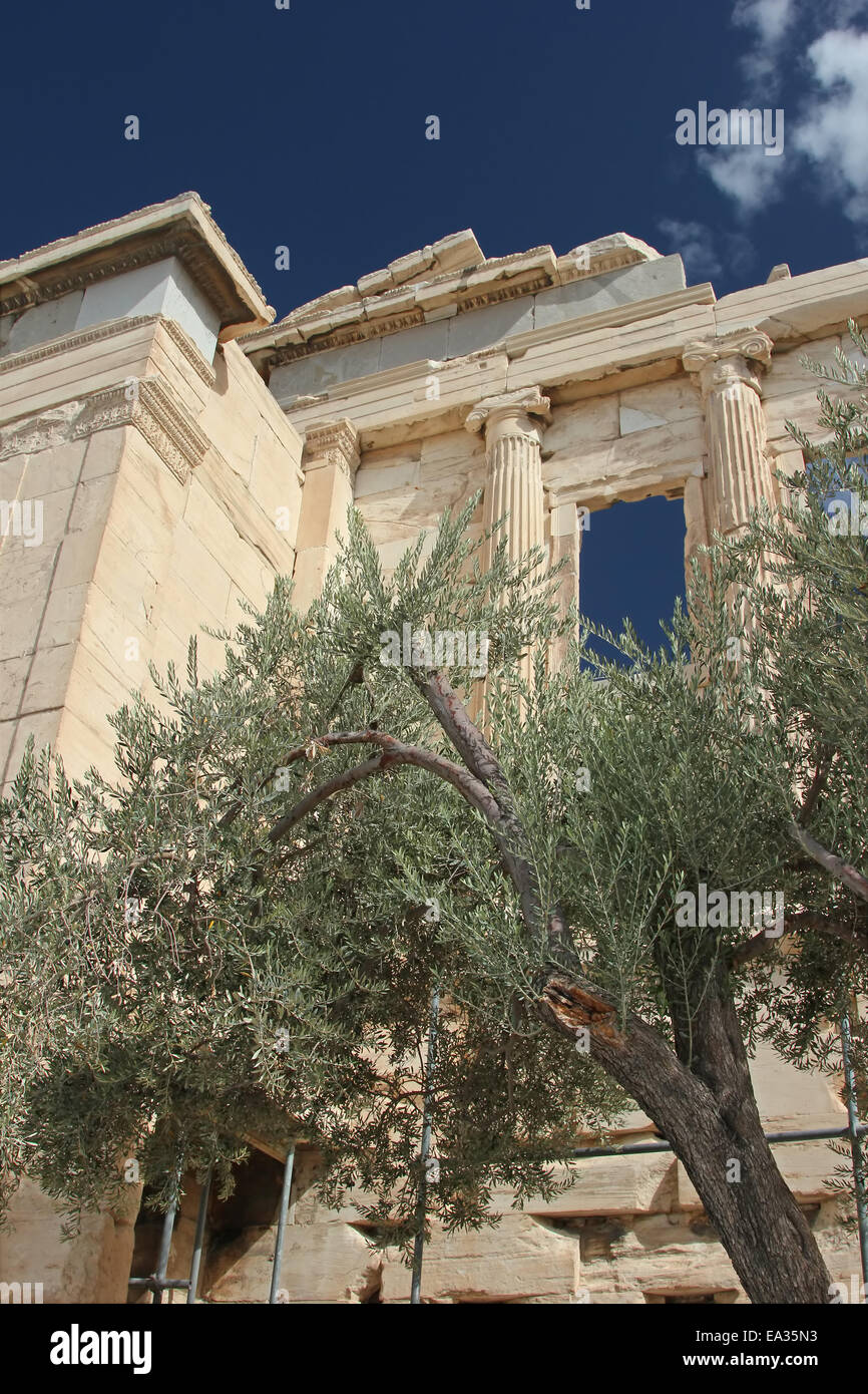 Temple tree hi-res stock photography and images - Alamy