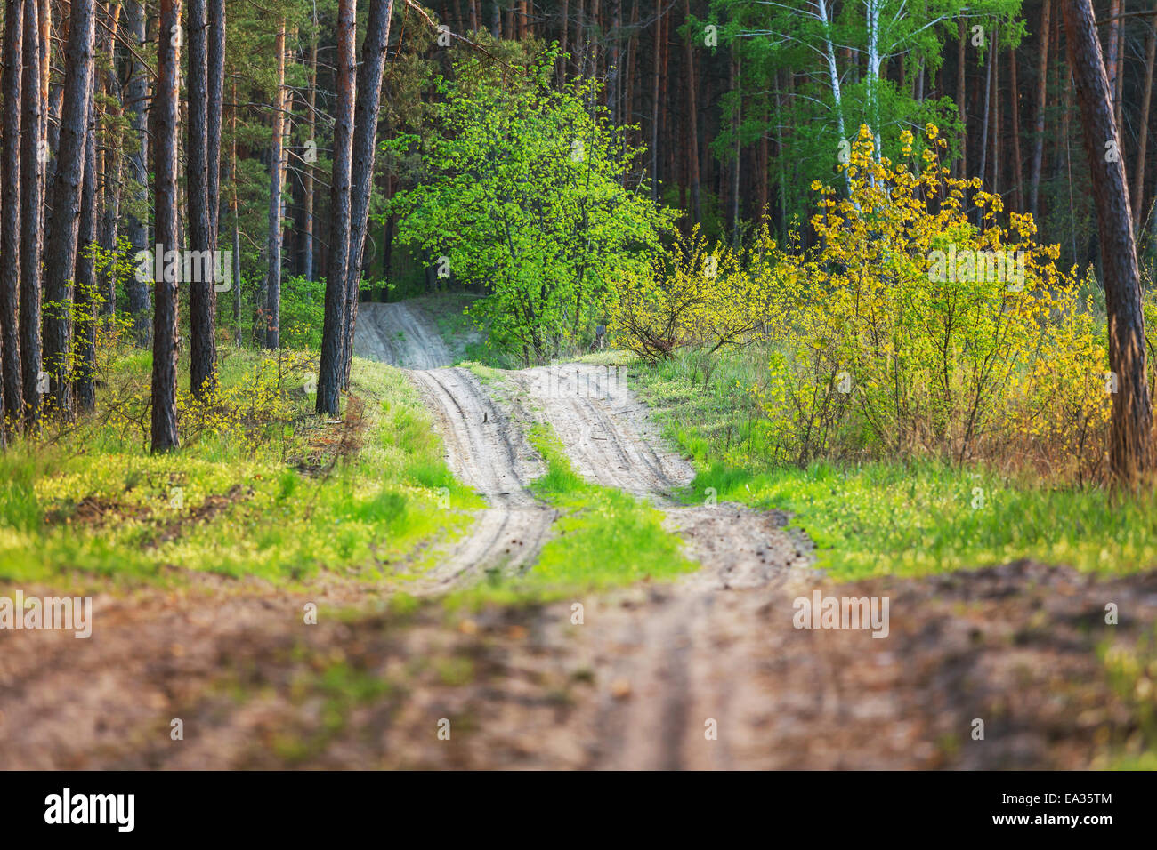 Road in forest Stock Photo - Alamy