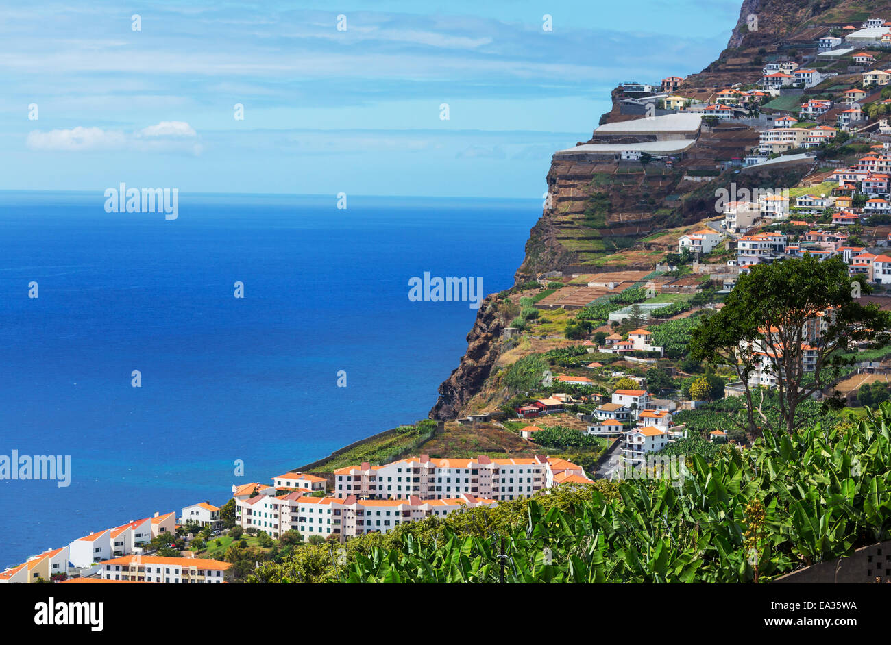 Native flower of madeira hi-res stock photography and images - Alamy