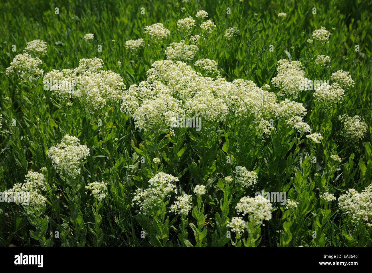 Whitetop hi-res stock photography and images - Alamy