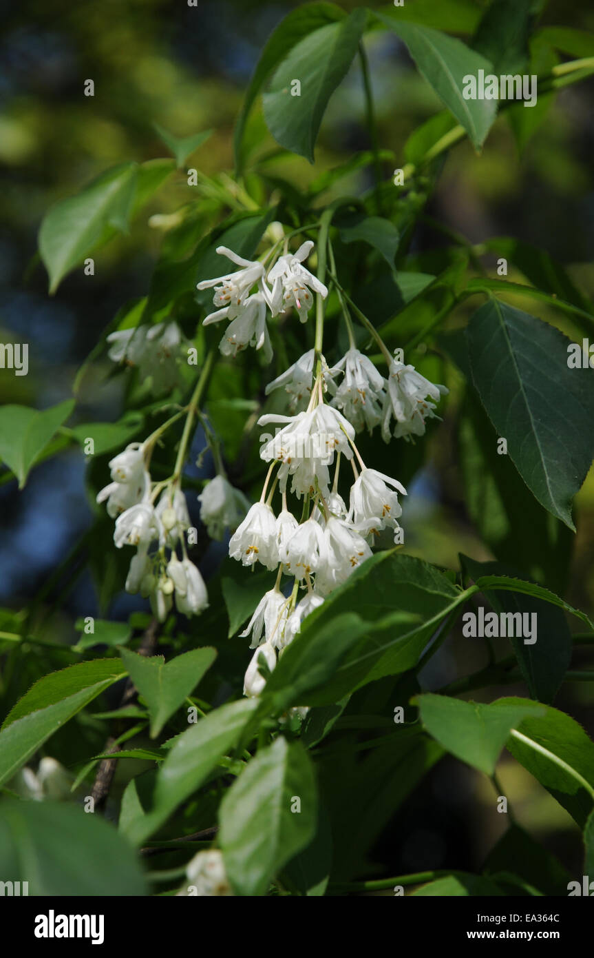 Little silverbell hi-res stock photography and images - Alamy