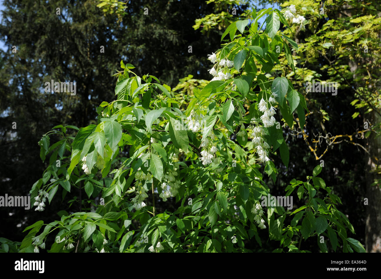 Little silverbell hi-res stock photography and images - Alamy