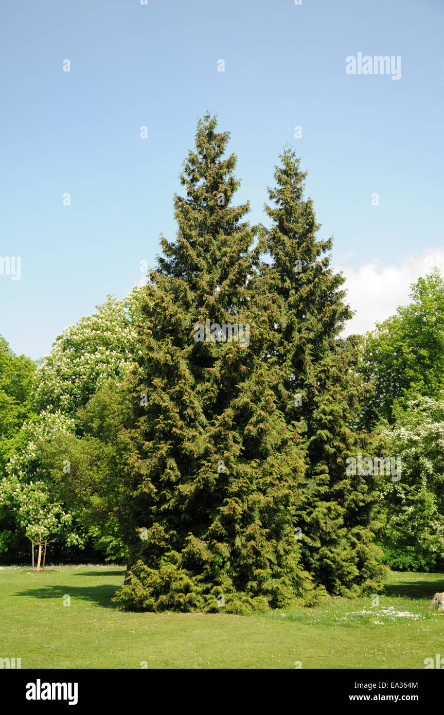 Whitecedar hi-res stock photography and images - Alamy