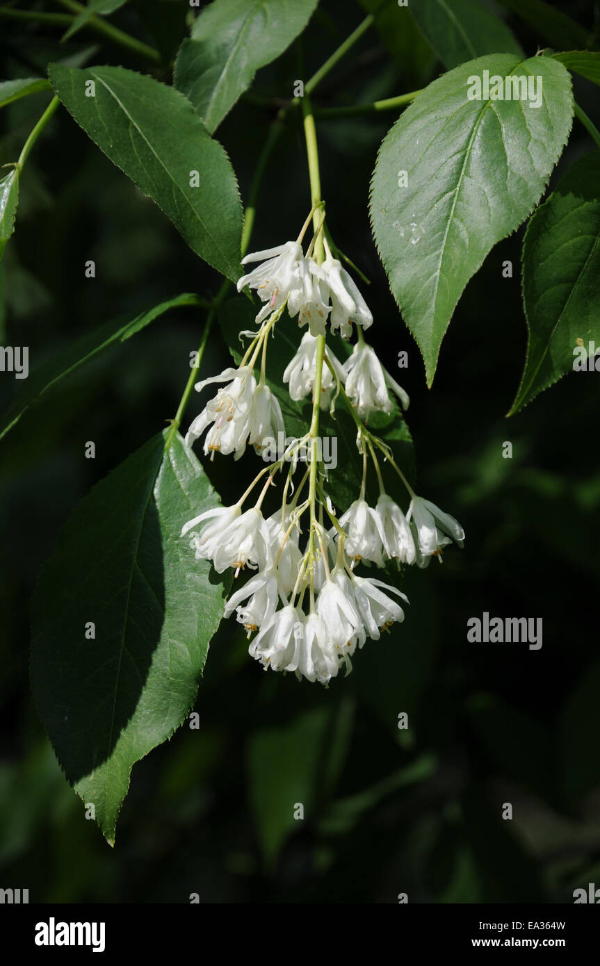Little silverbell hi-res stock photography and images - Alamy