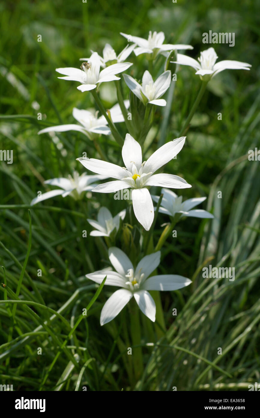 Star of bethlehem Stock Photo - Alamy