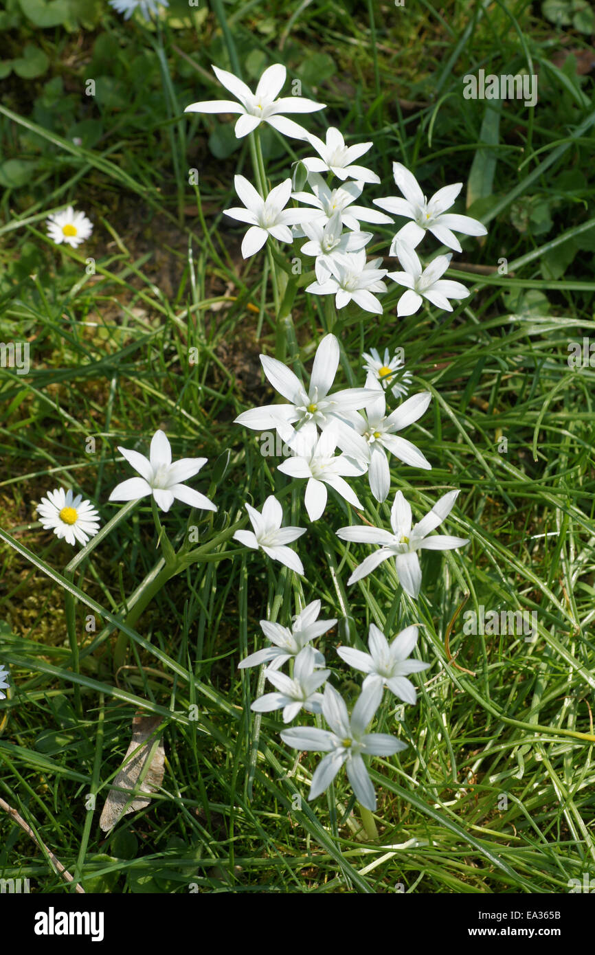 Star of bethlehem Stock Photo - Alamy