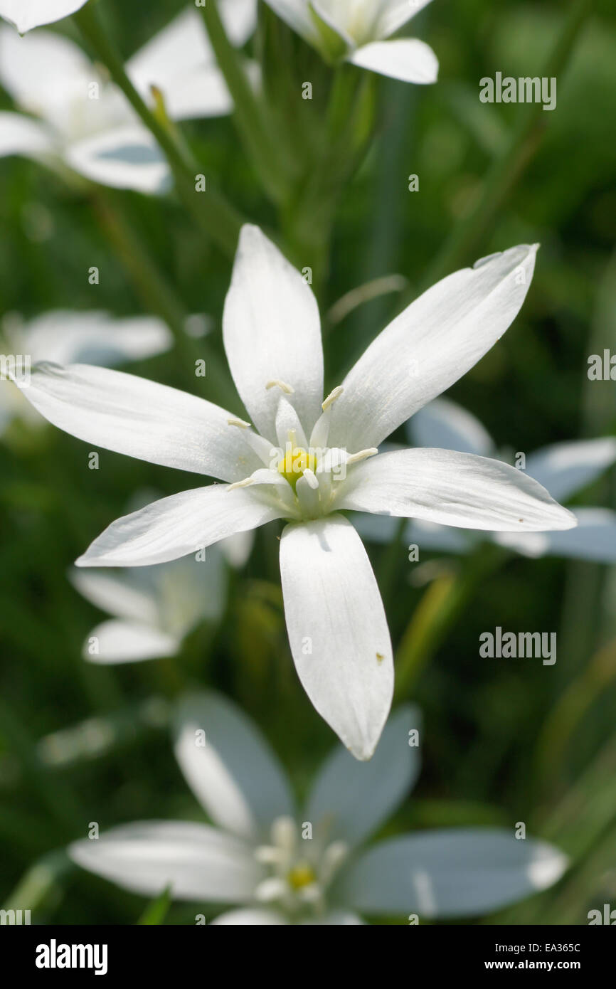 Star of bethlehem Stock Photo - Alamy