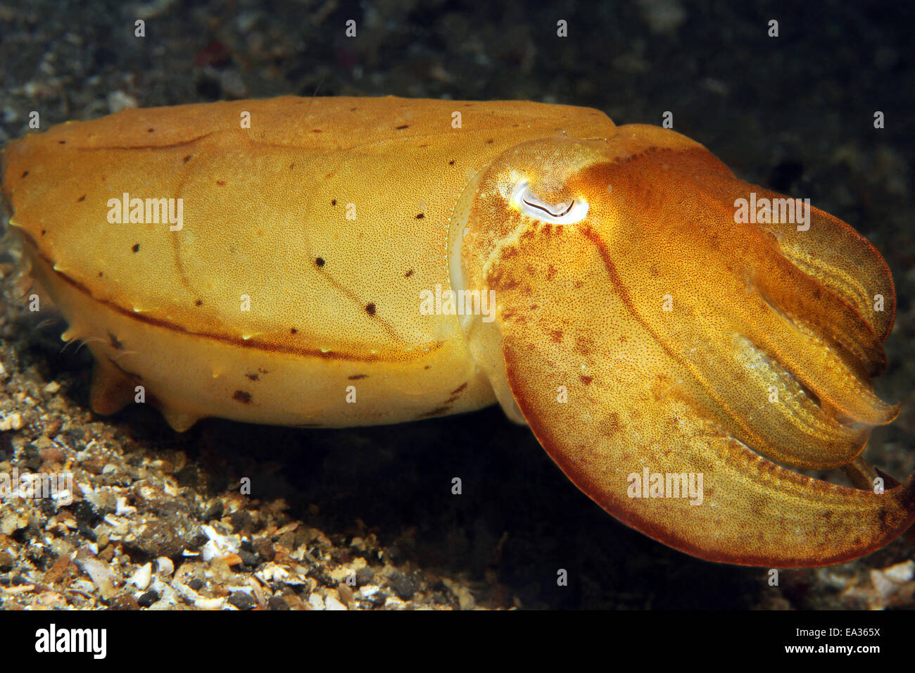 Eye of broadclub cuttlefish hi-res stock photography and images - Alamy