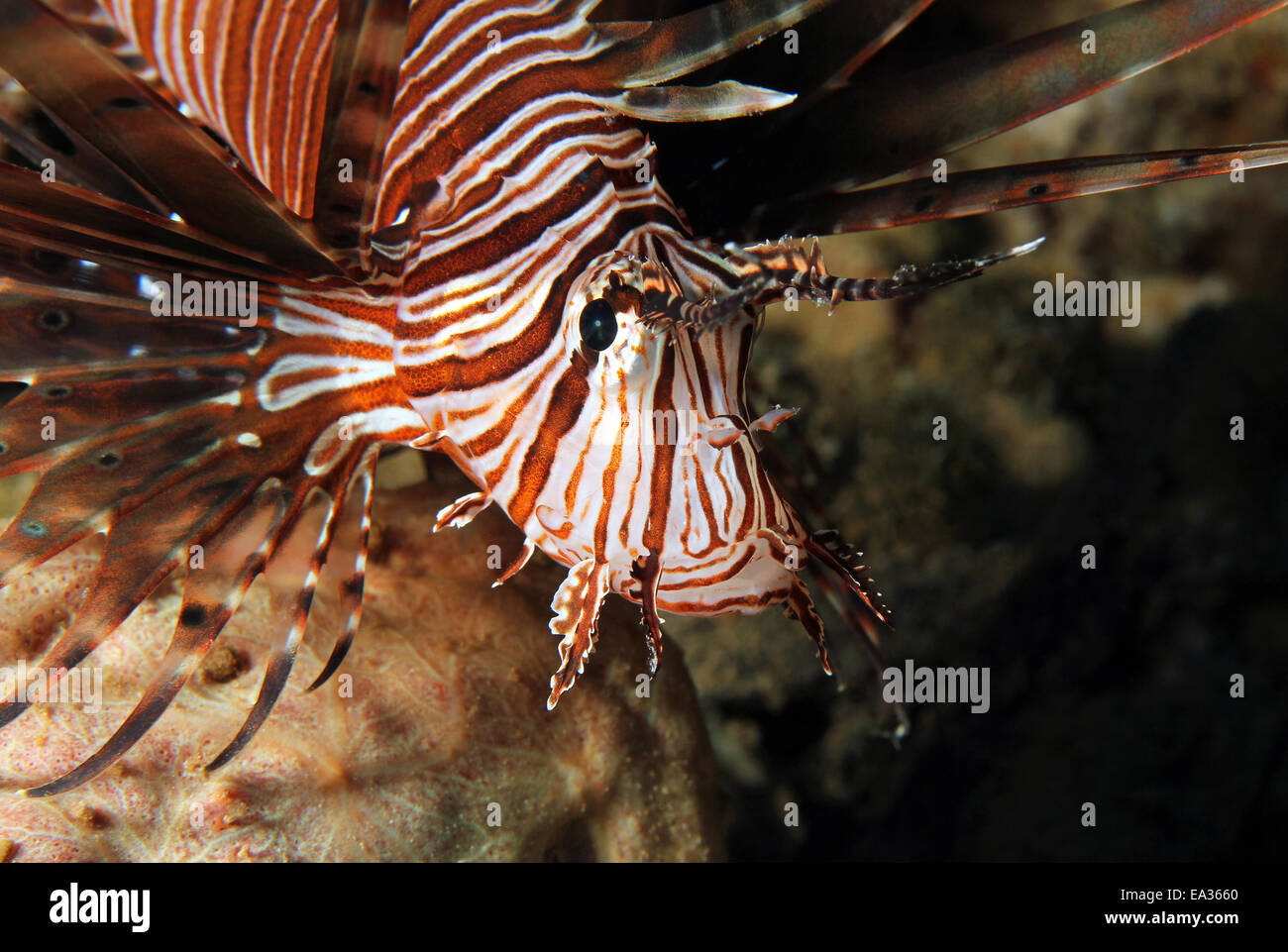 Lionfish maldives hi-res stock photography and images - Alamy