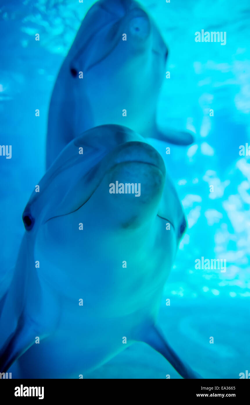 dolphin posing for a camera closeup Stock Photo - Alamy