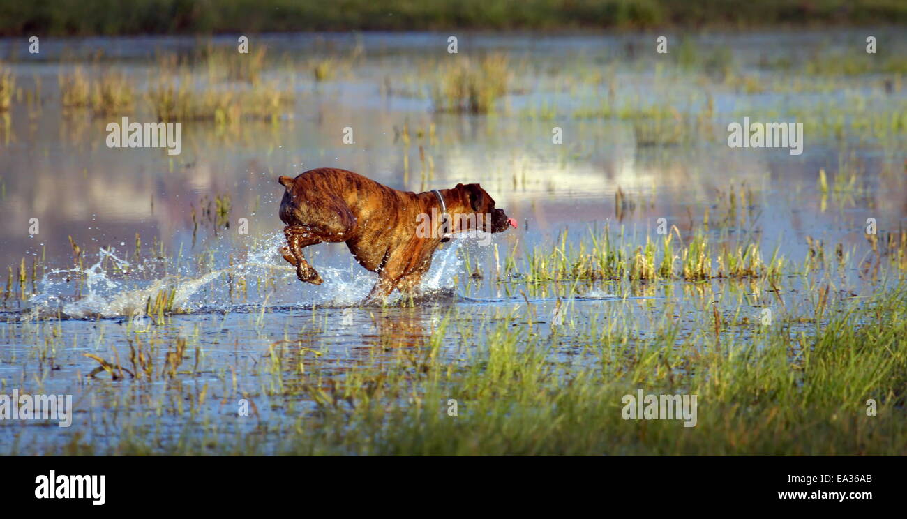 Boxer dog playing in the water Stock Photo - Alamy