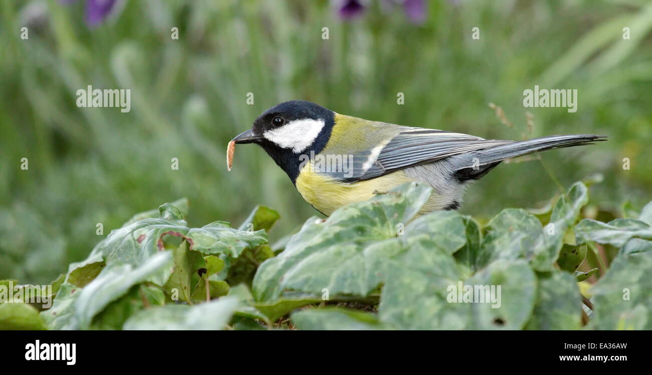 Coal tit eating a worm Stock Photo - Alamy
