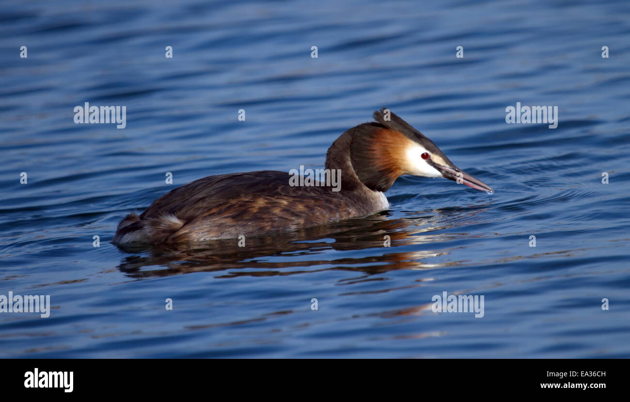 Grebe duck hi-res stock photography and images - Alamy