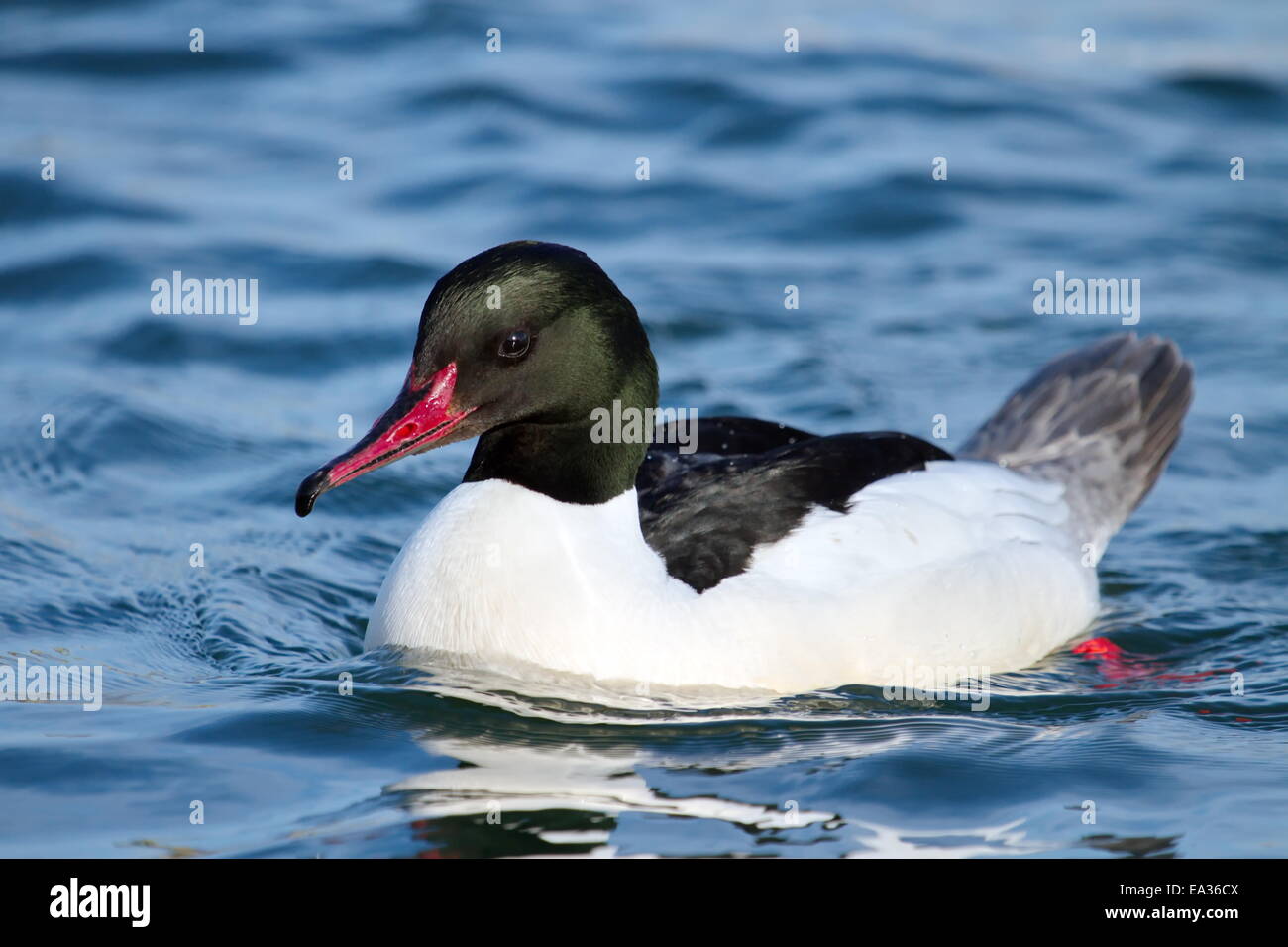 Male common merganser or goosander Stock Photo - Alamy