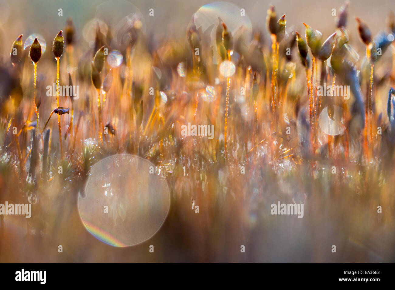 Moss crop hi-res stock photography and images - Alamy