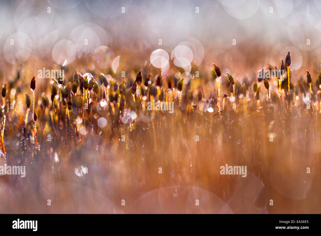 Moss crop hi-res stock photography and images - Alamy