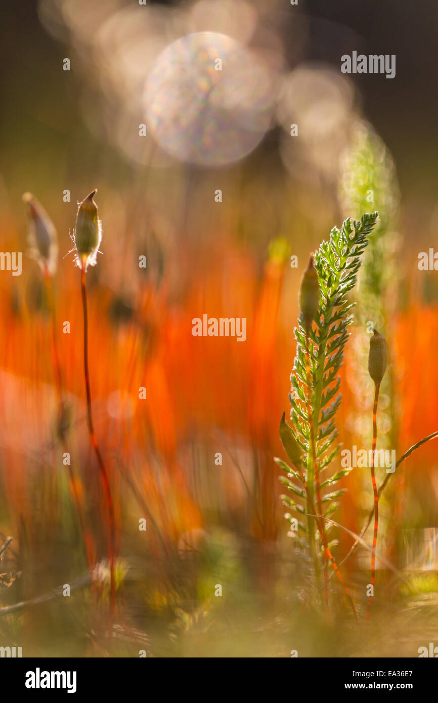 Lebermoose hi-res stock photography and images - Alamy