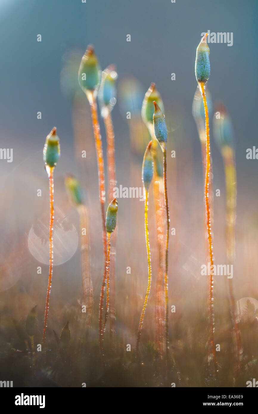 Moss crop hi-res stock photography and images - Alamy