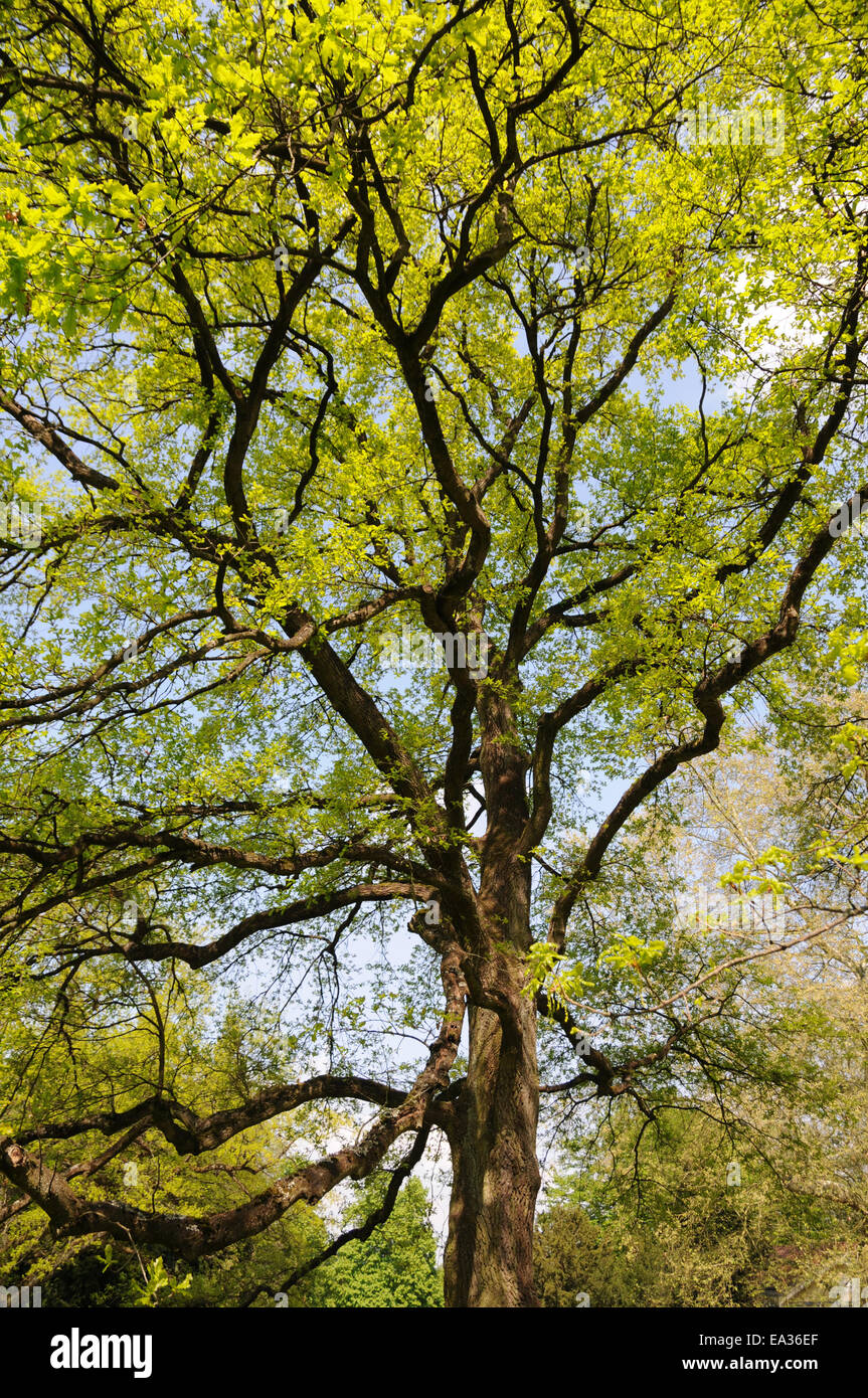 German oak tree hi-res stock photography and images - Alamy