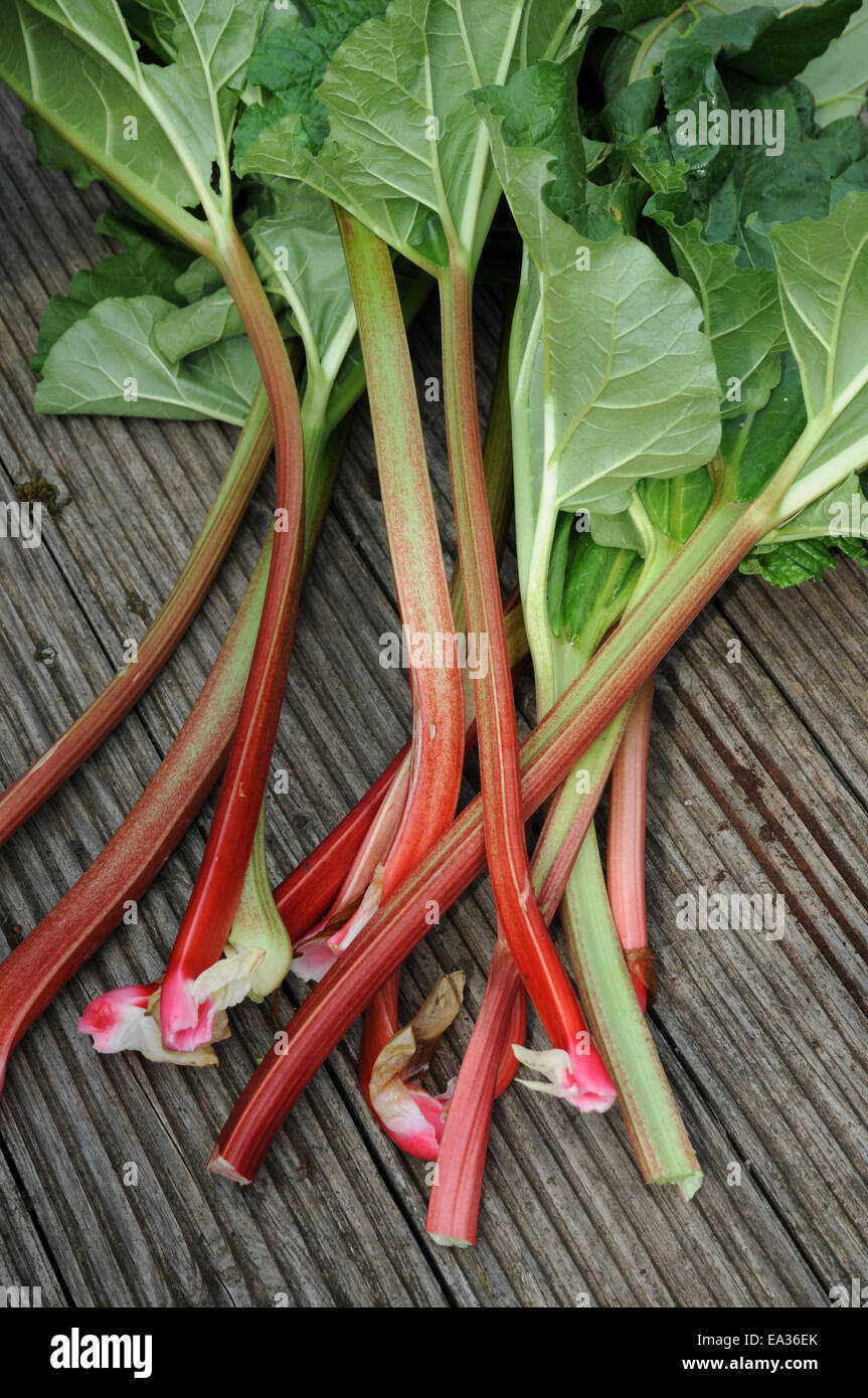 Picking rhubarb hi-res stock photography and images - Alamy