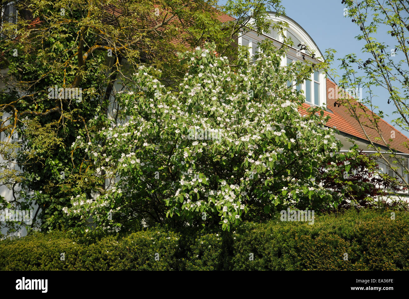Quince trees hi-res stock photography and images - Alamy
