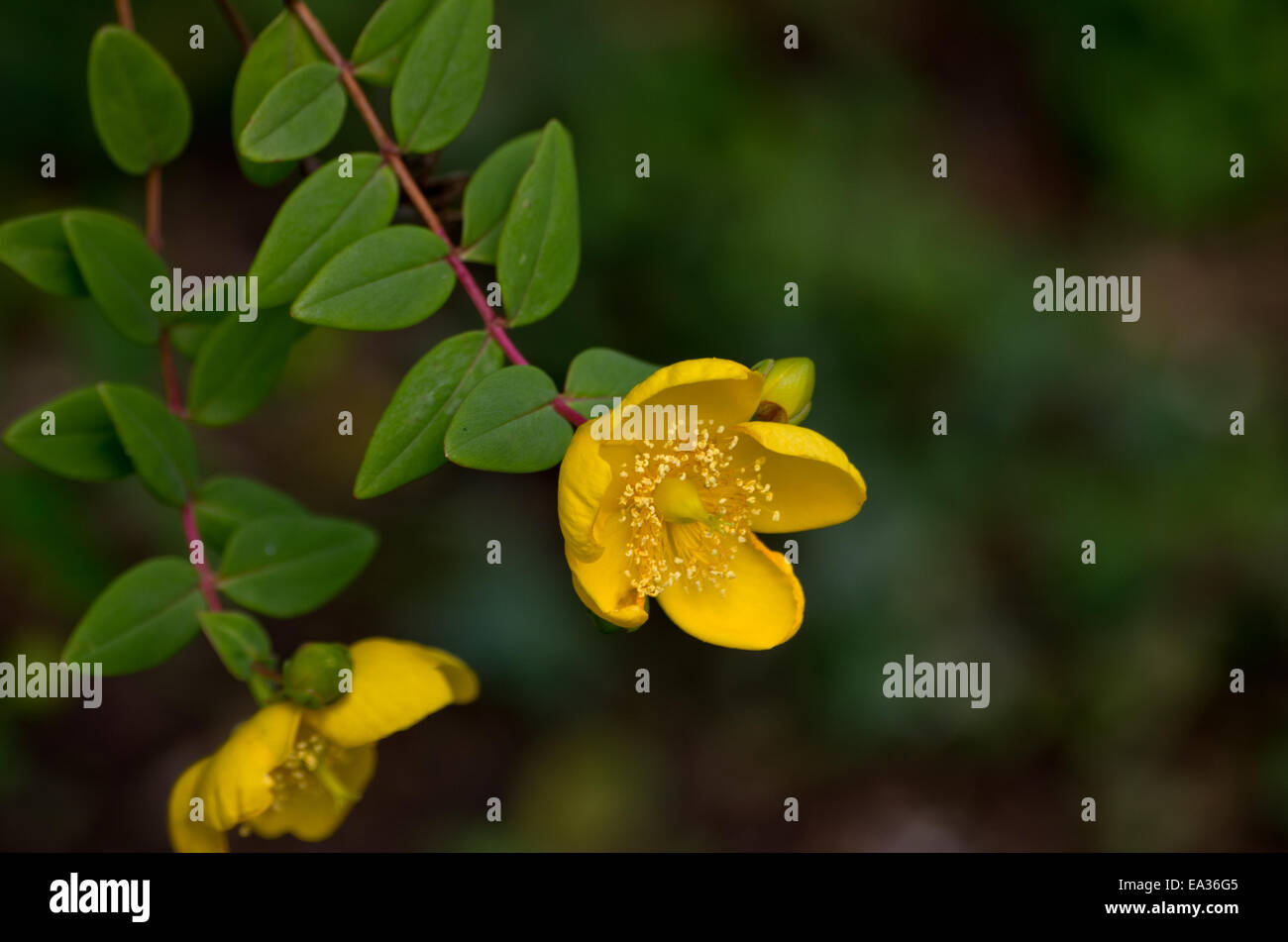 Hypericum forrestii hi-res stock photography and images - Alamy