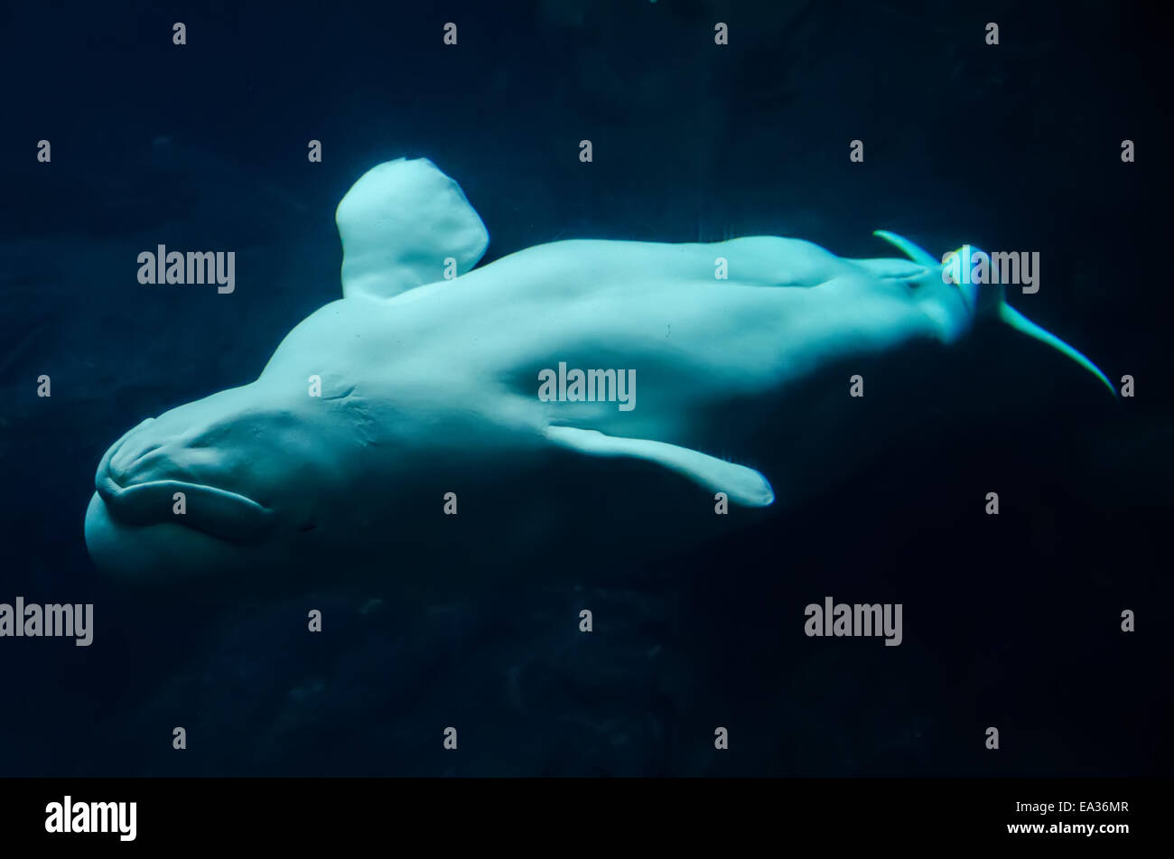 Beluga whale playing in clear hi-res stock photography and images - Alamy