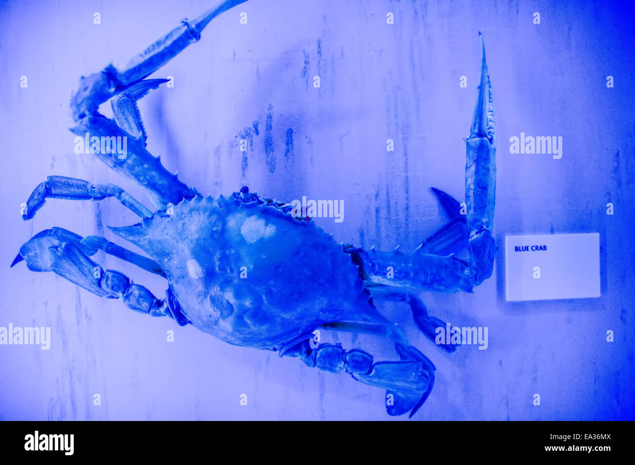 blue crab preserved display Stock Photo - Alamy
