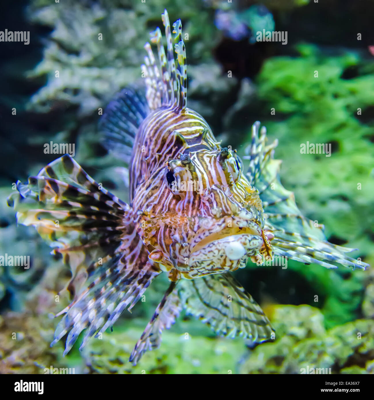 poisonous exotic zebra striped lion fish Stock Photo - Alamy