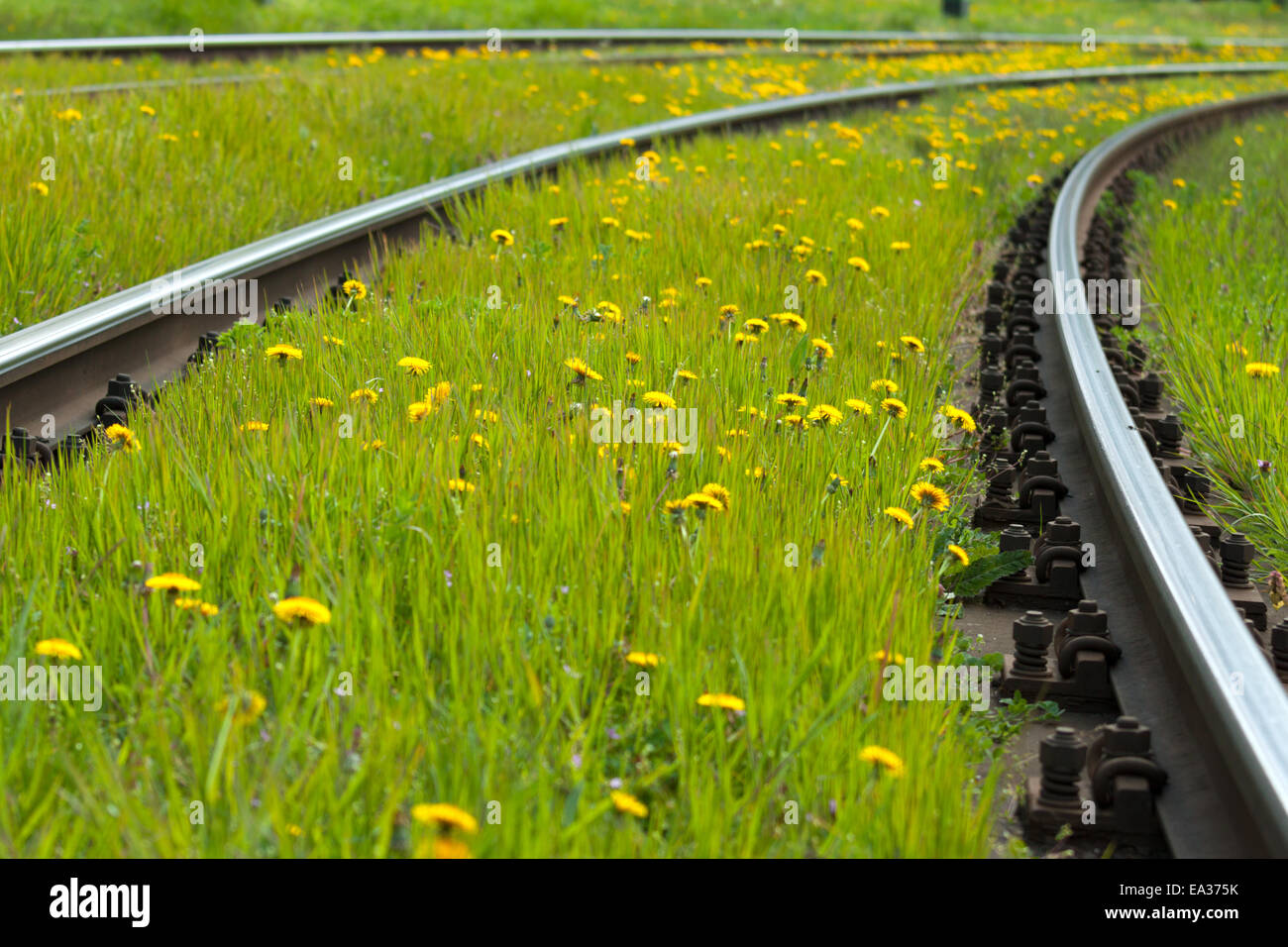 Flowers by train tracks hi-res stock photography and images - Alamy