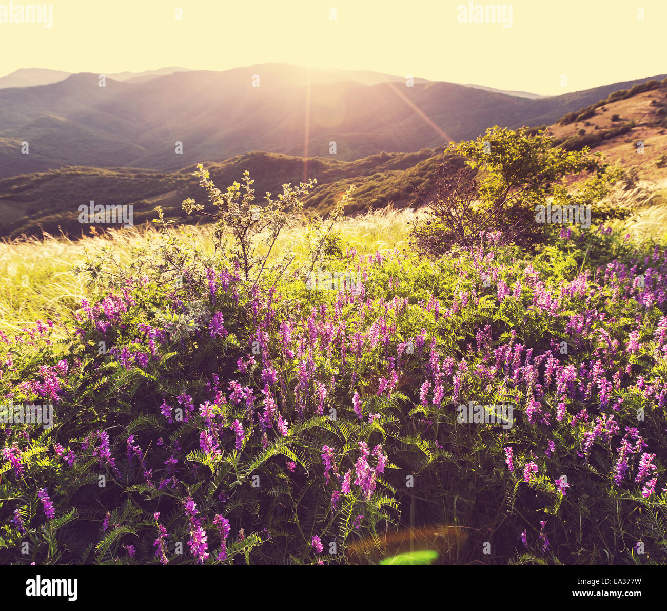 Meadow on sunset Stock Photo - Alamy