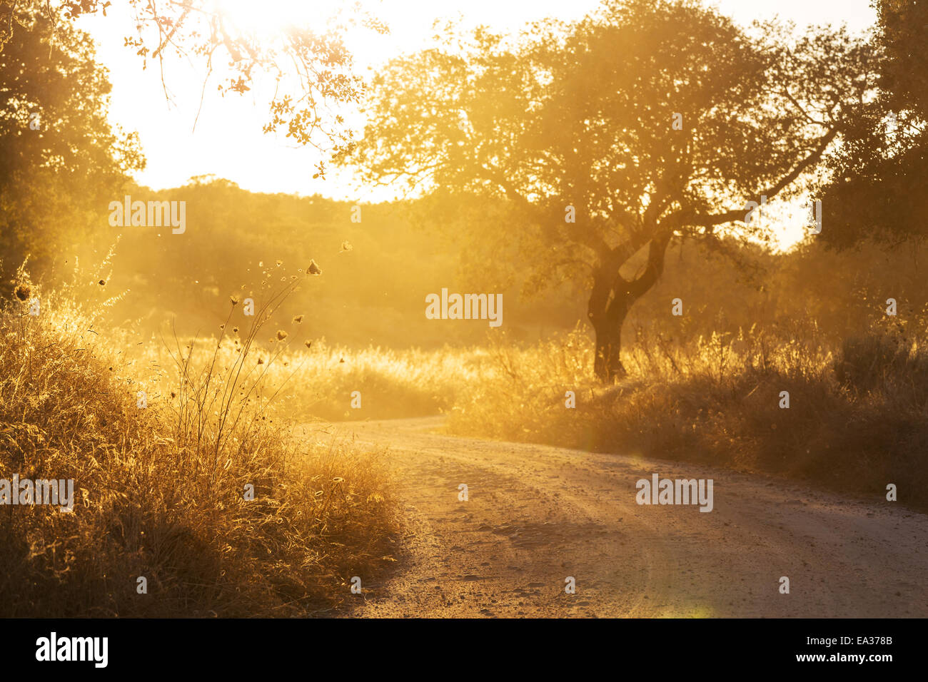 Road in field Stock Photo - Alamy